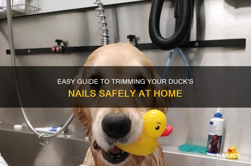 Easy Guide To Trimming Your Duck’S Nails Safely At Home | Nailicy