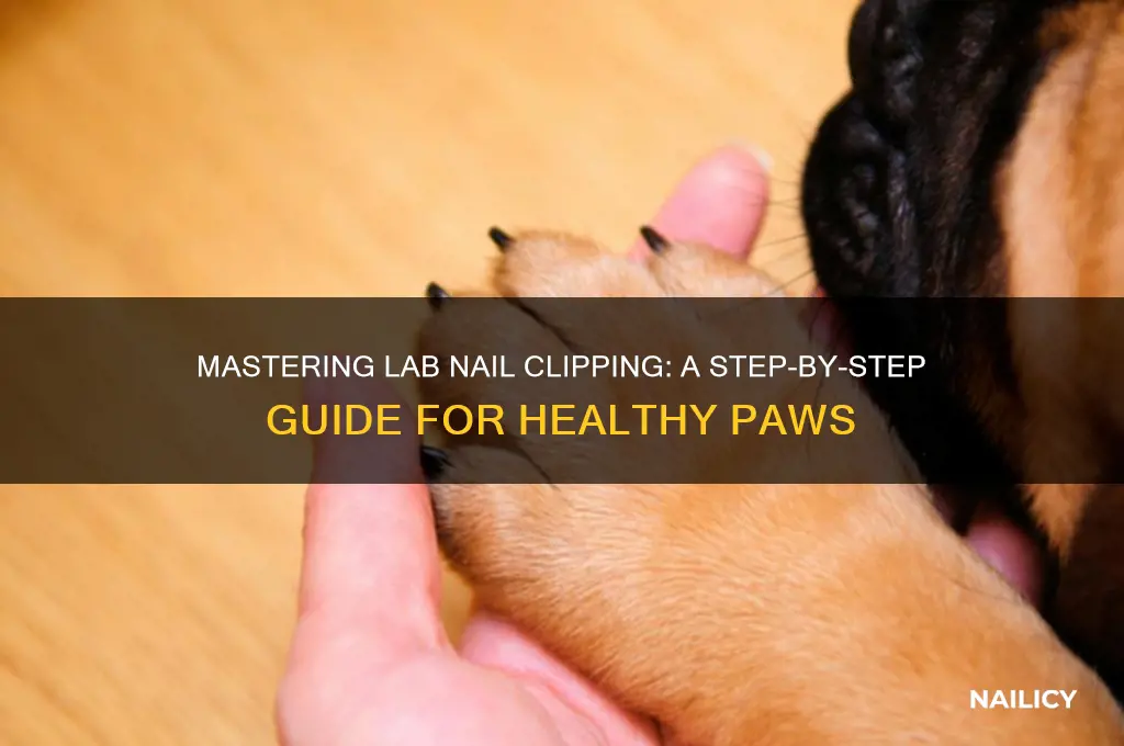 Mastering Lab Nail Clipping: A Step-By-Step Guide For Healthy Paws ...