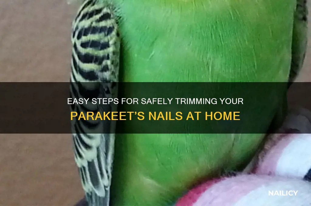 Easy Steps For Safely Trimming Your Parakeet’S Nails At Home | Nailicy