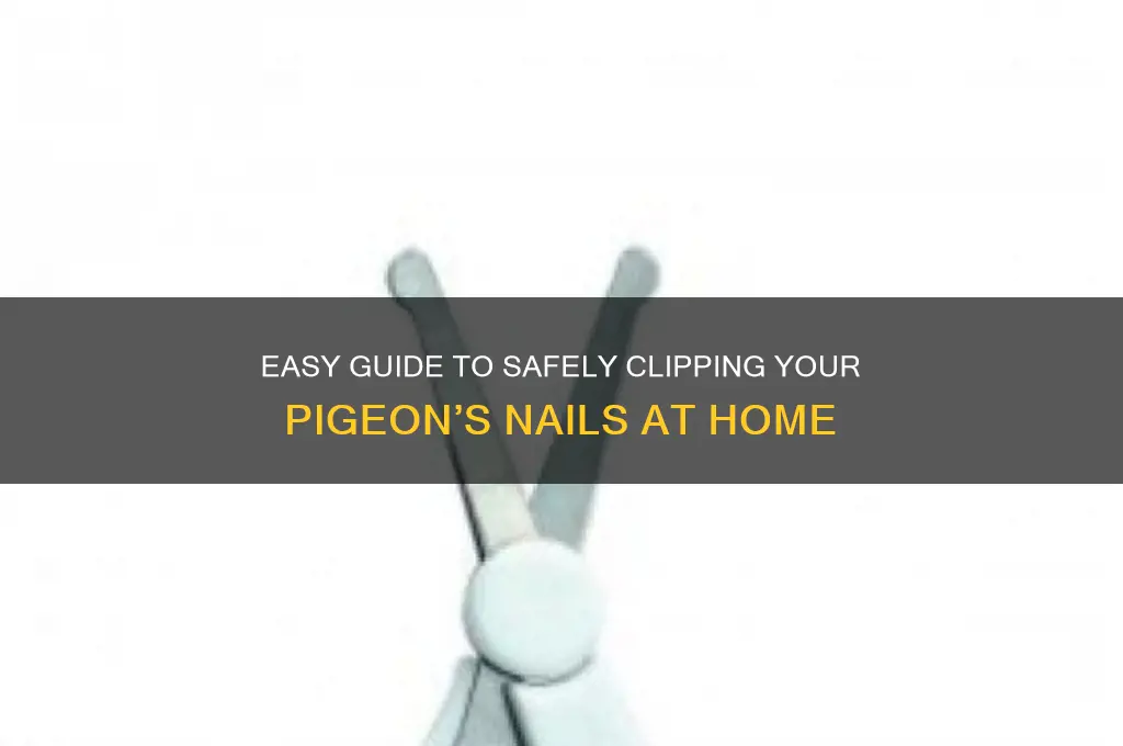 Easy Guide To Safely Clipping Your Pigeon’S Nails At Home | Nailicy