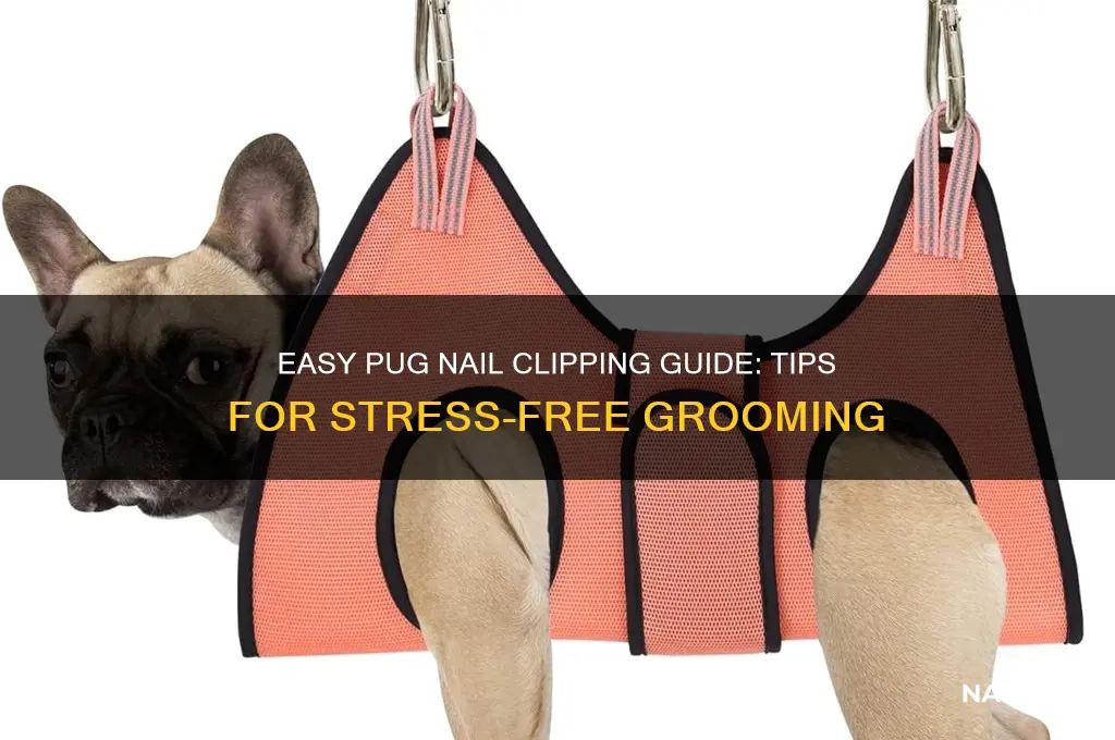 Easy Pug Nail Clipping Guide: Tips For Stress-Free Grooming | Nailicy