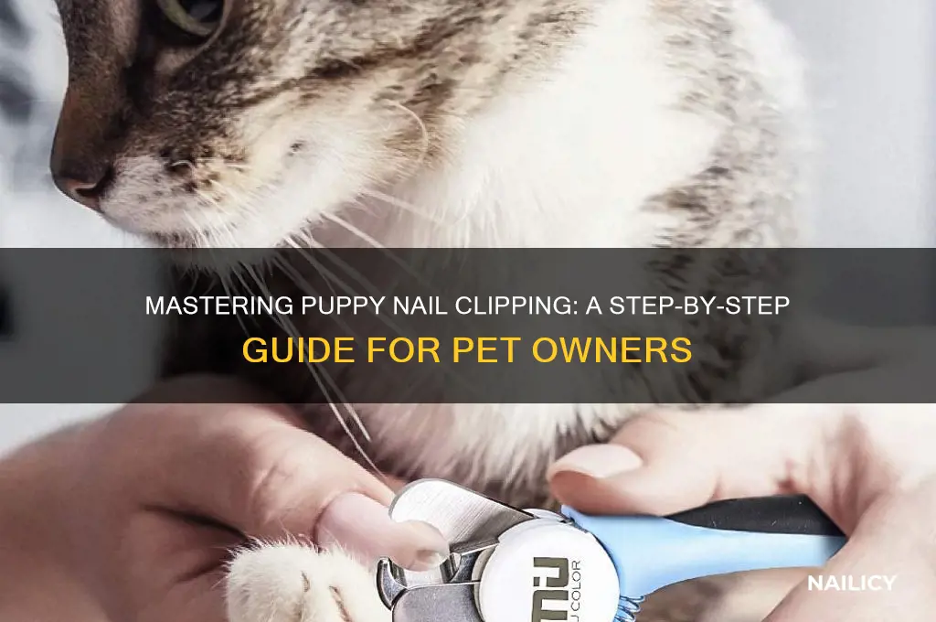 Mastering Puppy Nail Clipping: A Step-By-Step Guide For Pet Owners ...