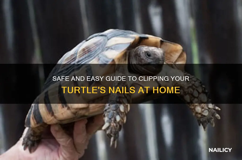 Safe And Easy Guide To Clipping Your Turtle's Nails At Home | Nailicy