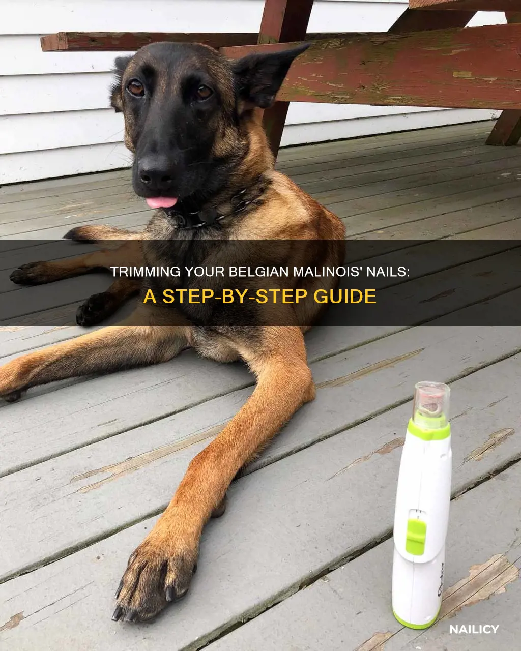 Trimming Your Belgian Malinois' Nails: A Step-By-Step Guide | Nailicy