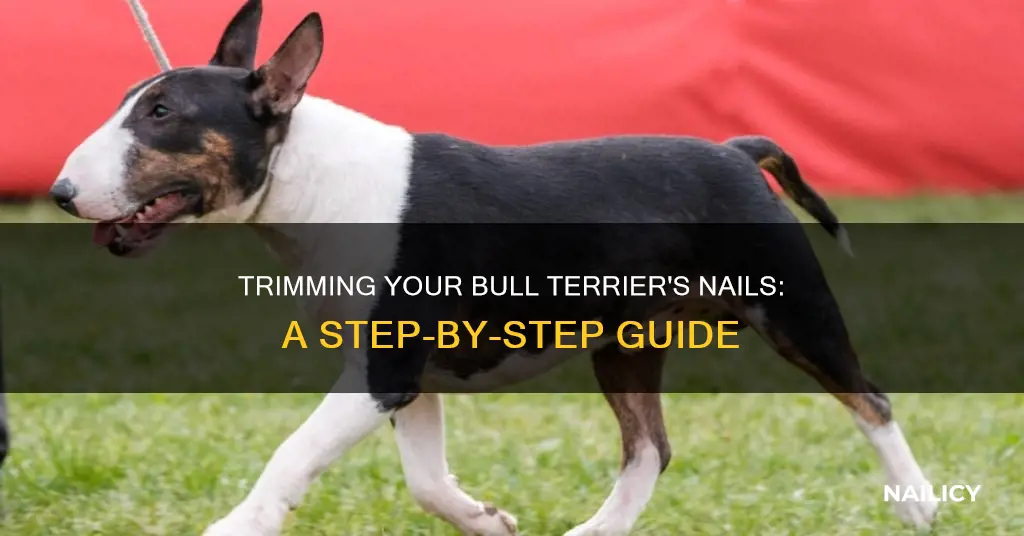 Trimming Your Bull Terrier's Nails: A Step-By-Step Guide | Nailicy