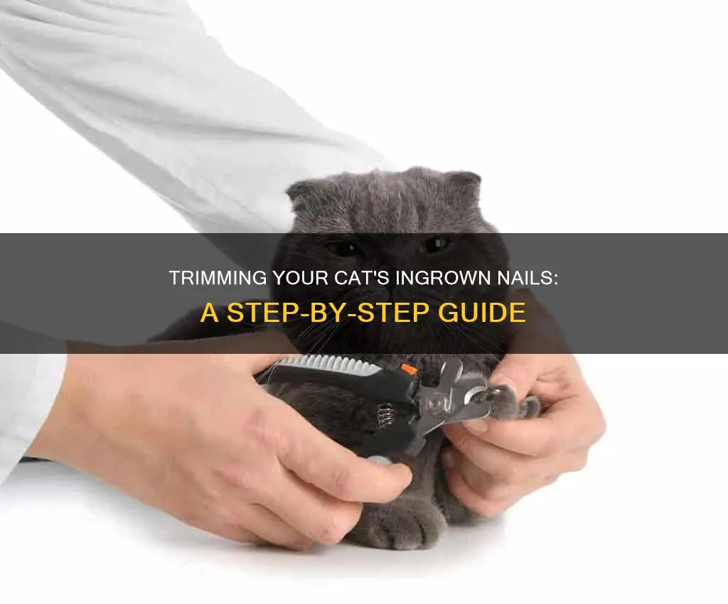 Trimming Your Cat's Ingrown Nails: A Step-By-Step Guide | Nailicy
