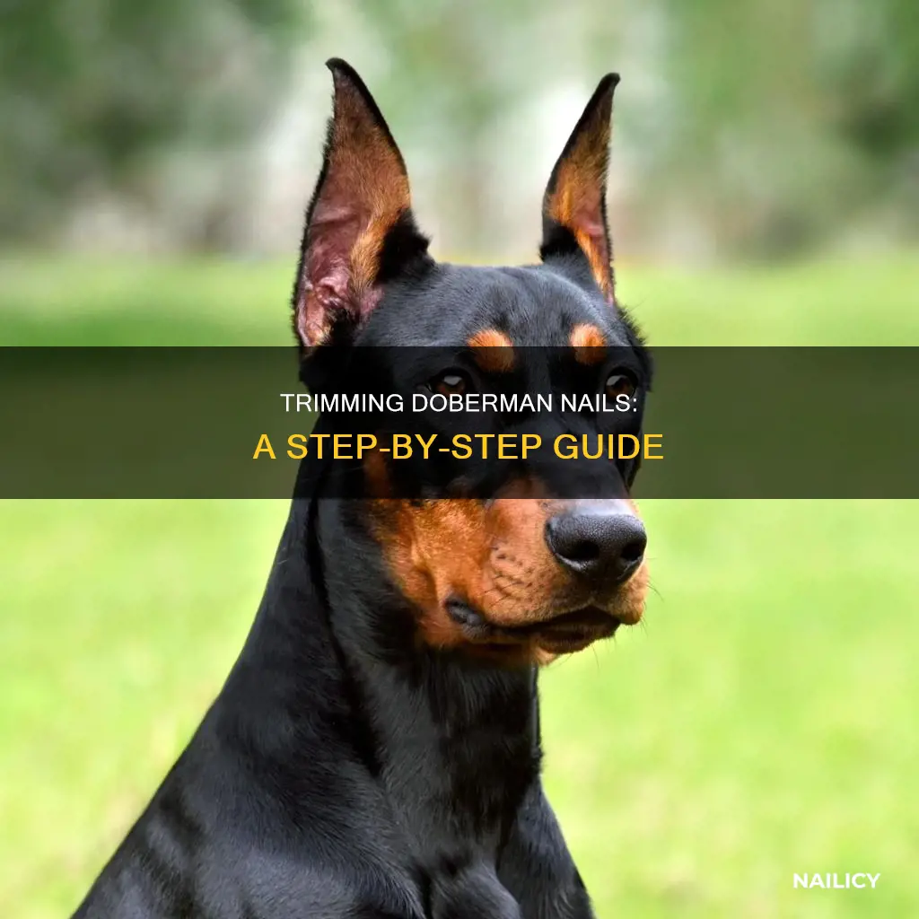 Trimming Doberman Nails: A Step-By-Step Guide | Nailicy