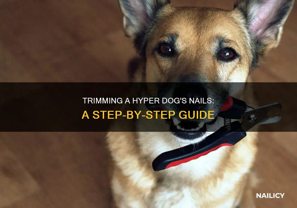 Trimming A Hyper Dog's Nails: A Step-By-Step Guide | Nailicy