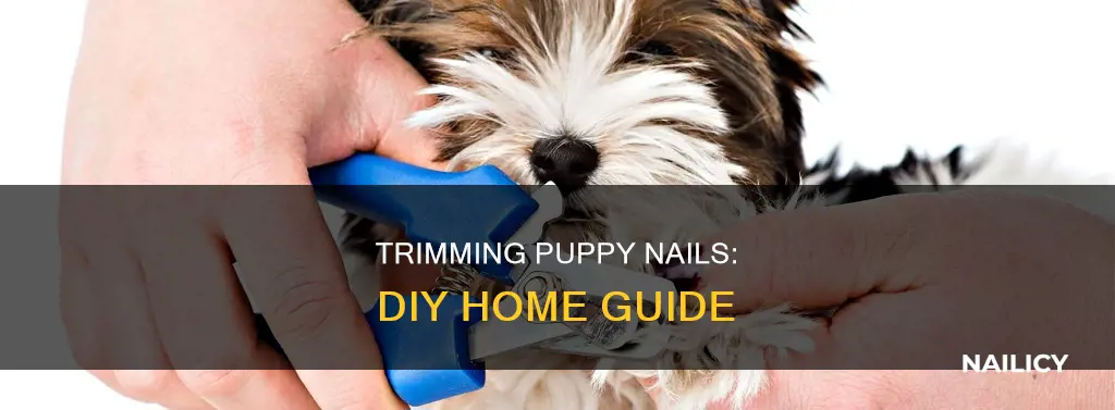 Trimming Puppy Nails: Diy Home Guide | Nailicy
