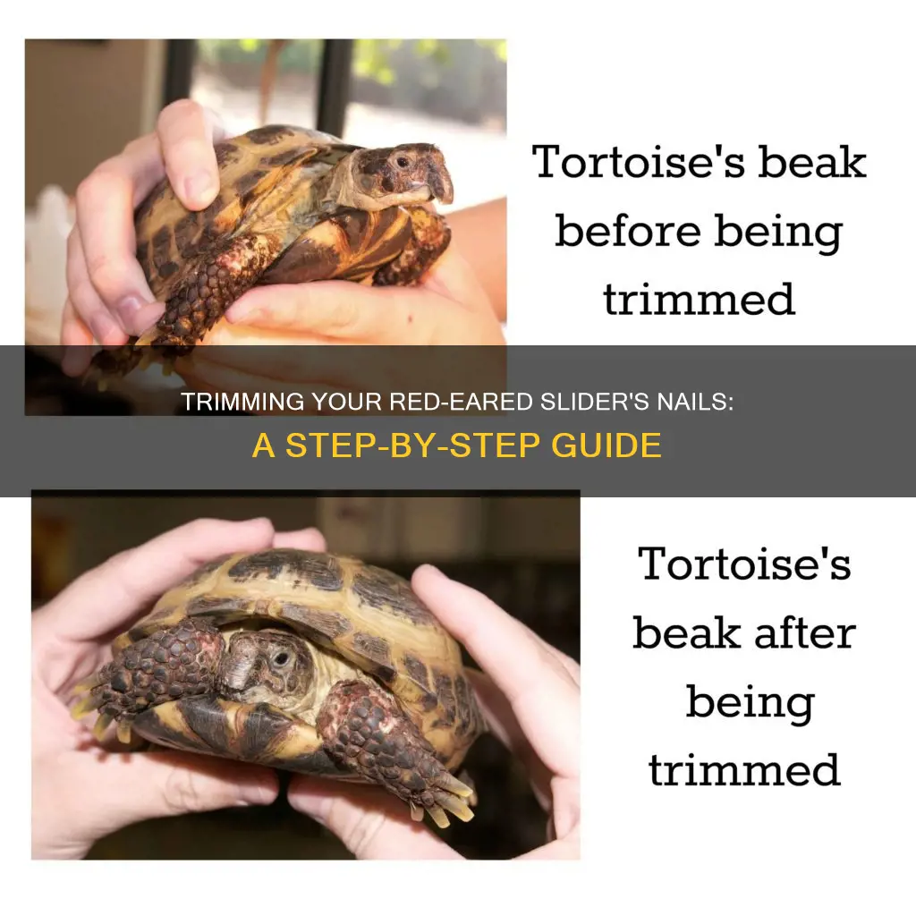 Trimming Your Red-Eared Slider's Nails: A Step-By-Step Guide | Nailicy