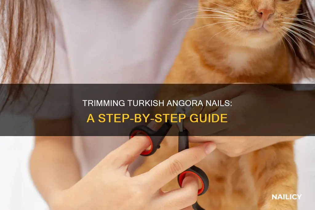 Trimming Turkish Angora Nails: A Step-By-Step Guide | Nailicy