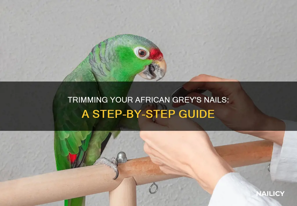 Trimming Your African Grey's Nails: A Step-By-Step Guide | Nailicy