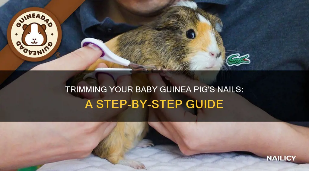 Trimming Your Baby Guinea Pig's Nails: A Step-By-Step Guide | Nailicy