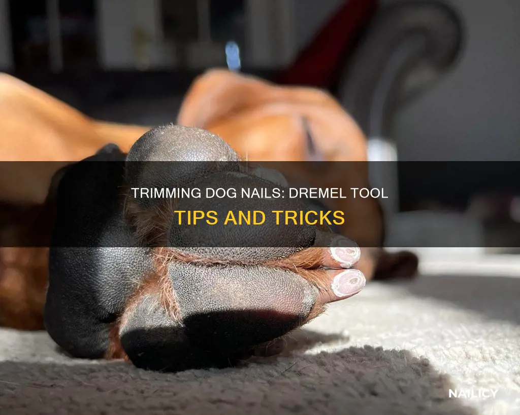 Trimming Dog Nails: Dremel Tool Tips And Tricks | Nailicy