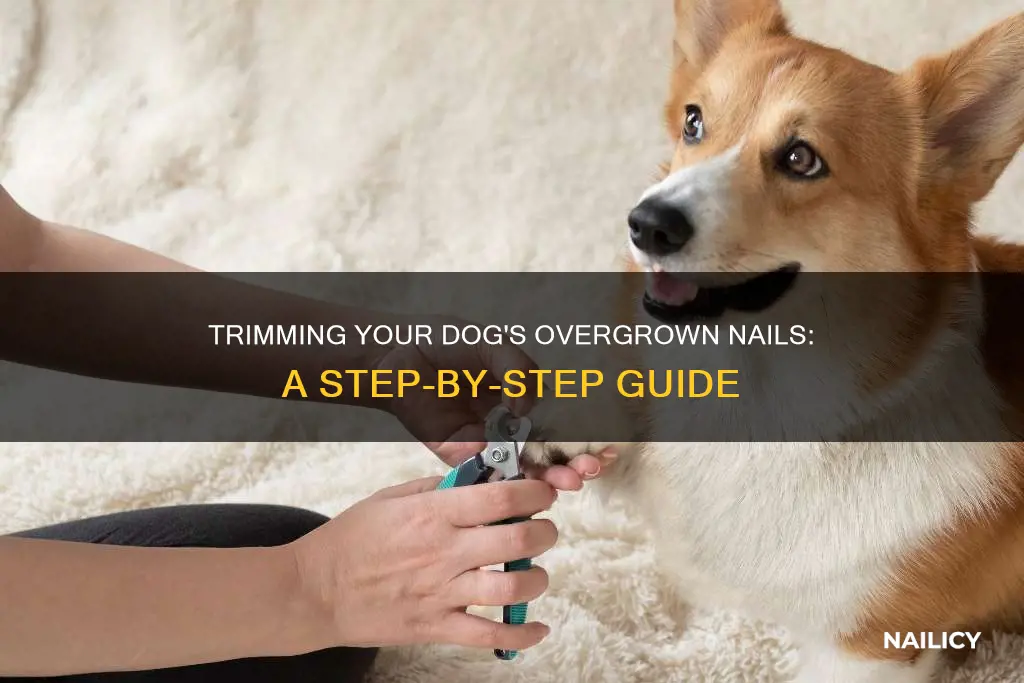 Trimming Your Dog's Overgrown Nails: A Step-By-Step Guide | Nailicy