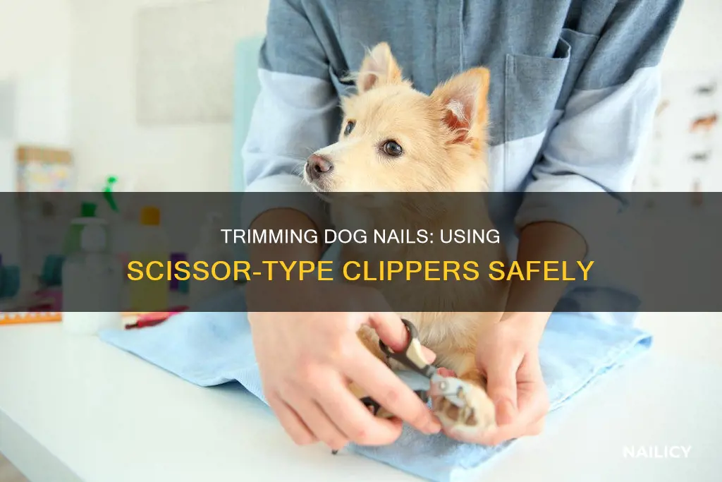 Trimming Dog Nails: Using Scissor-Type Clippers Safely | Nailicy