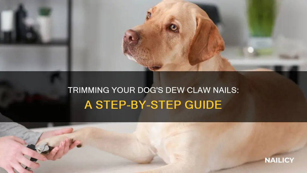 Trimming Your Dog's Dew Claw Nails: A Step-By-Step Guide | Nailicy