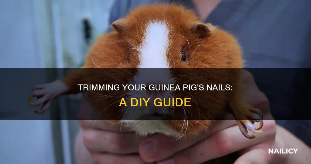 Trimming Your Guinea Pig's Nails: A Diy Guide | Nailicy