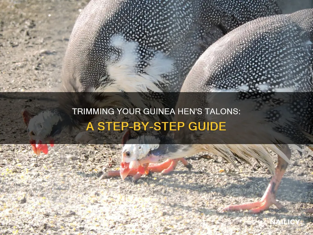 Trimming Your Guinea Hen's Talons: A Step-By-Step Guide | Nailicy