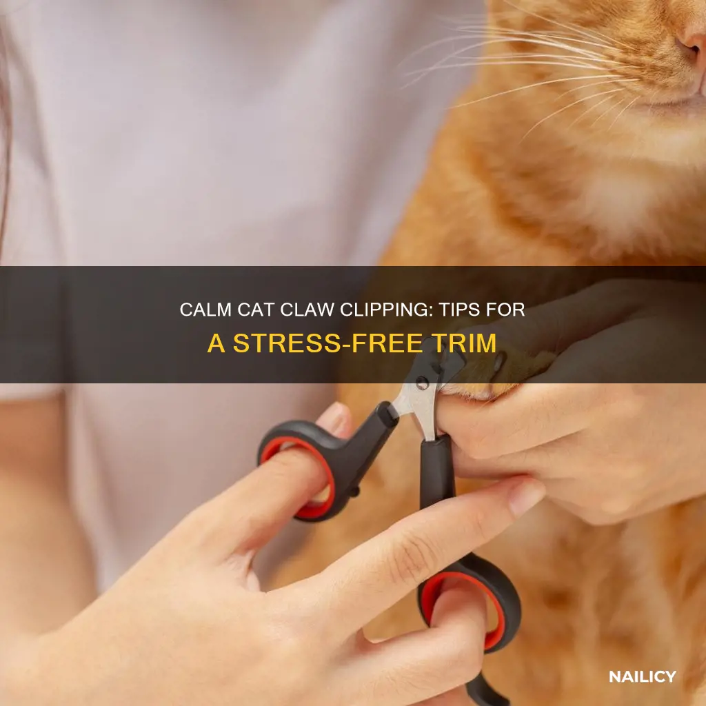 Calm Cat Claw Clipping: Tips For A Stress-Free Trim | Nailicy