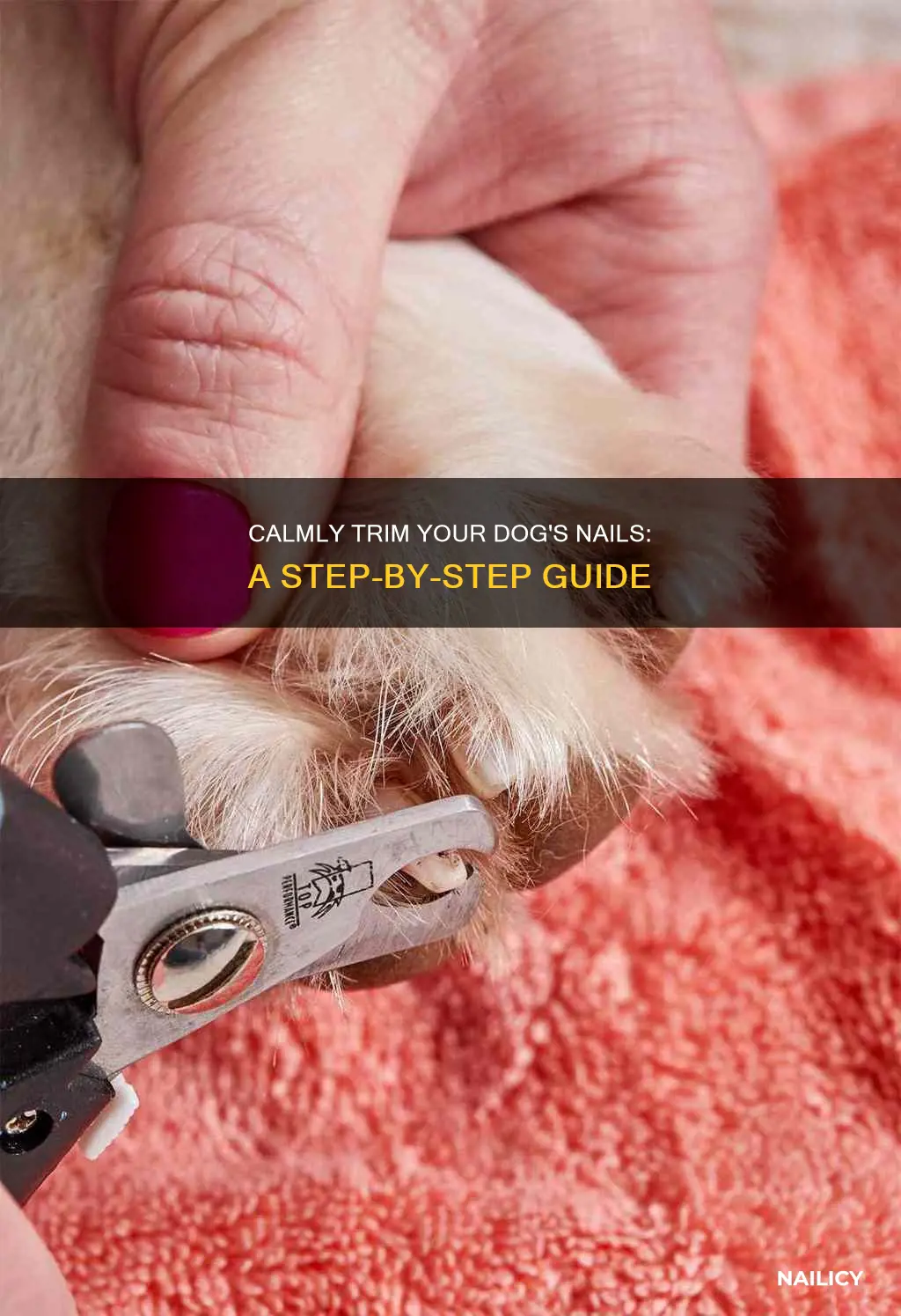 Calmly Trim Your Dog's Nails: A Step-By-Step Guide | Nailicy