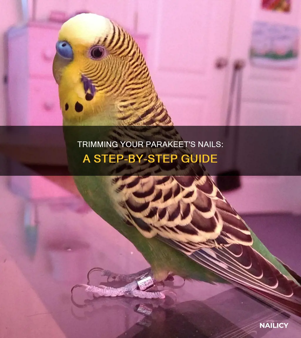 Trimming Your Parakeet's Nails: A Step-By-Step Guide | Nailicy