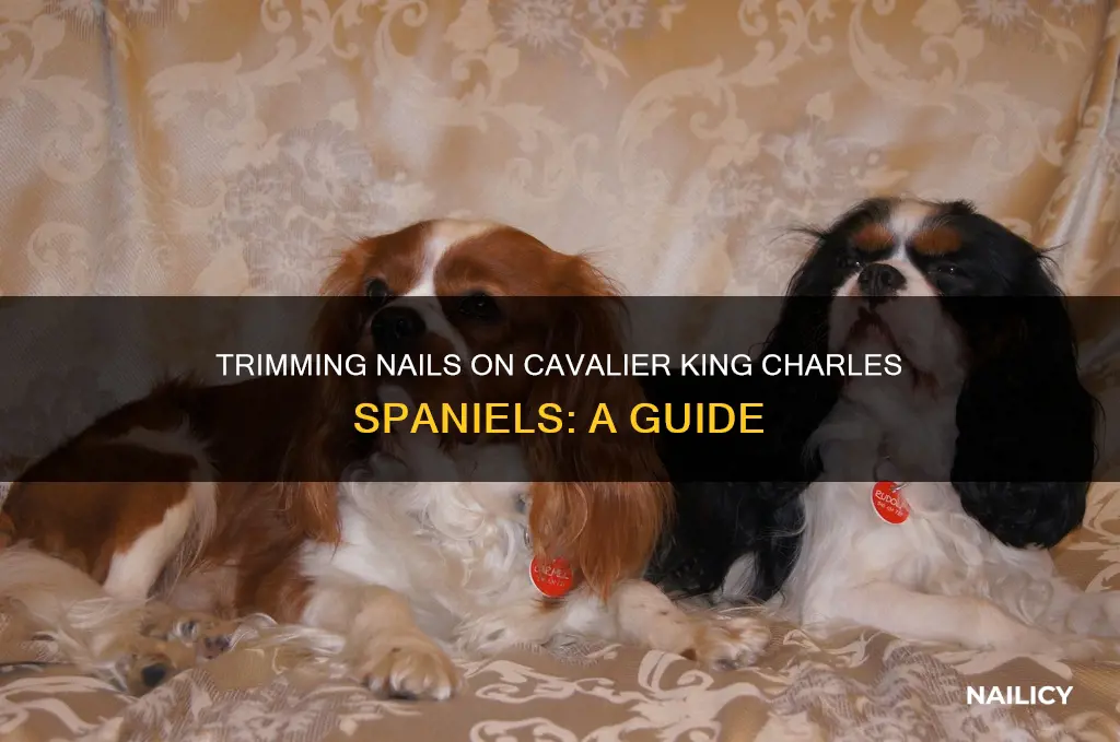 Trimming Nails On Cavalier King Charles Spaniels: A Guide | Nailicy