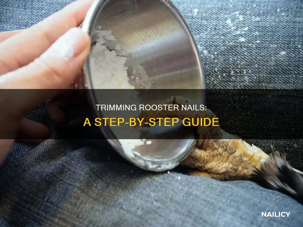 Trimming Rooster Nails: A Step-By-Step Guide | Nailicy