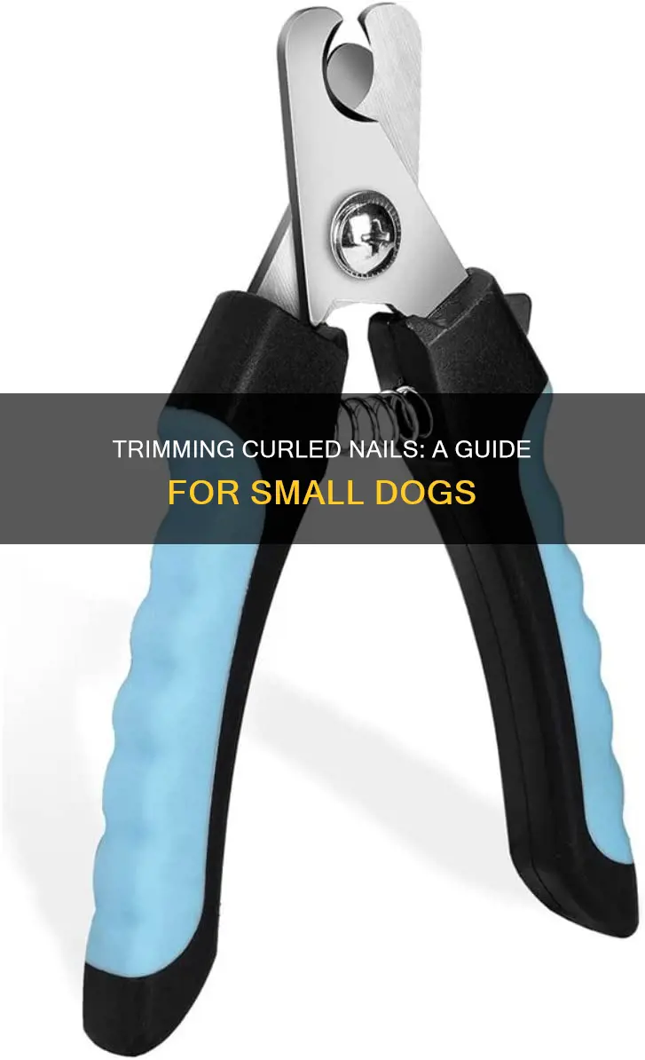 Trimming Curled Nails: A Guide For Small Dogs | Nailicy