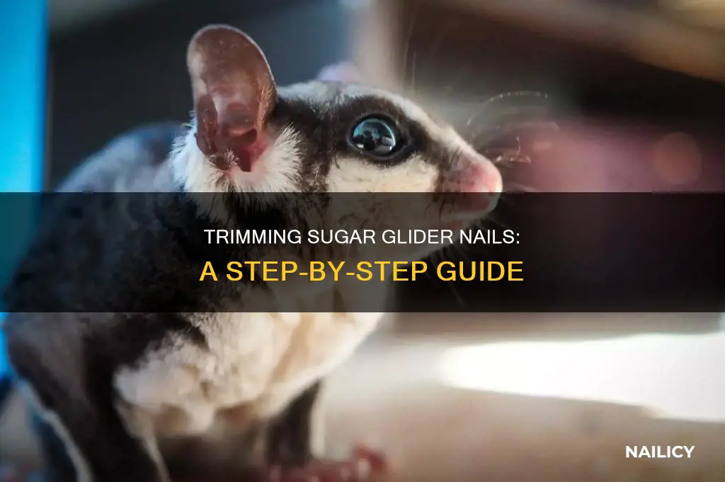 Trimming Sugar Glider Nails: A Step-By-Step Guide | Nailicy
