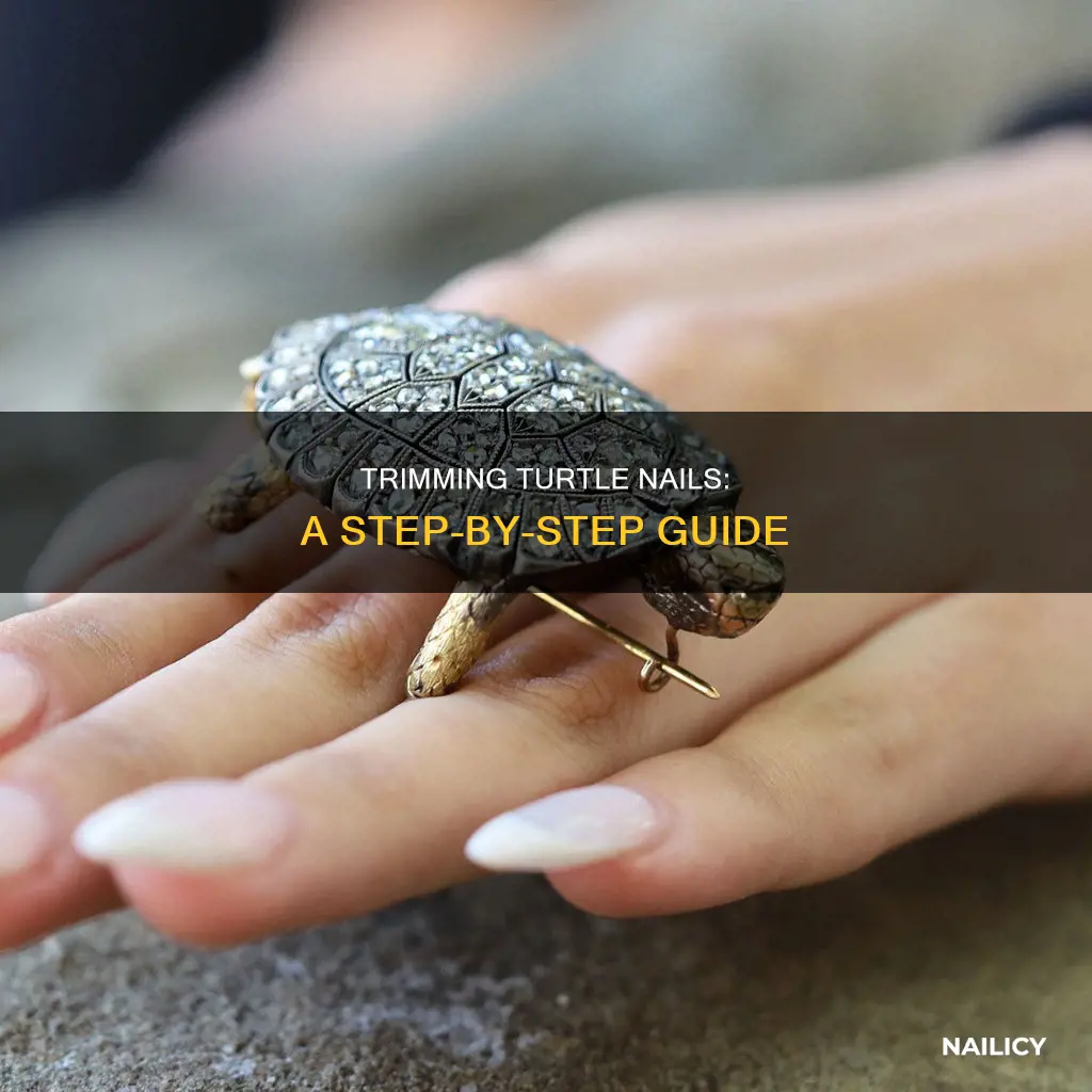 Trimming Turtle Nails: A Step-By-Step Guide | Nailicy
