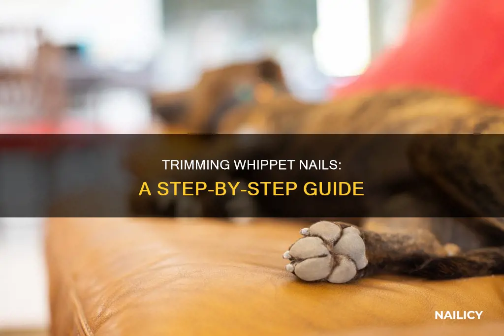 Trimming Whippet Nails: A Step-By-Step Guide | Nailicy