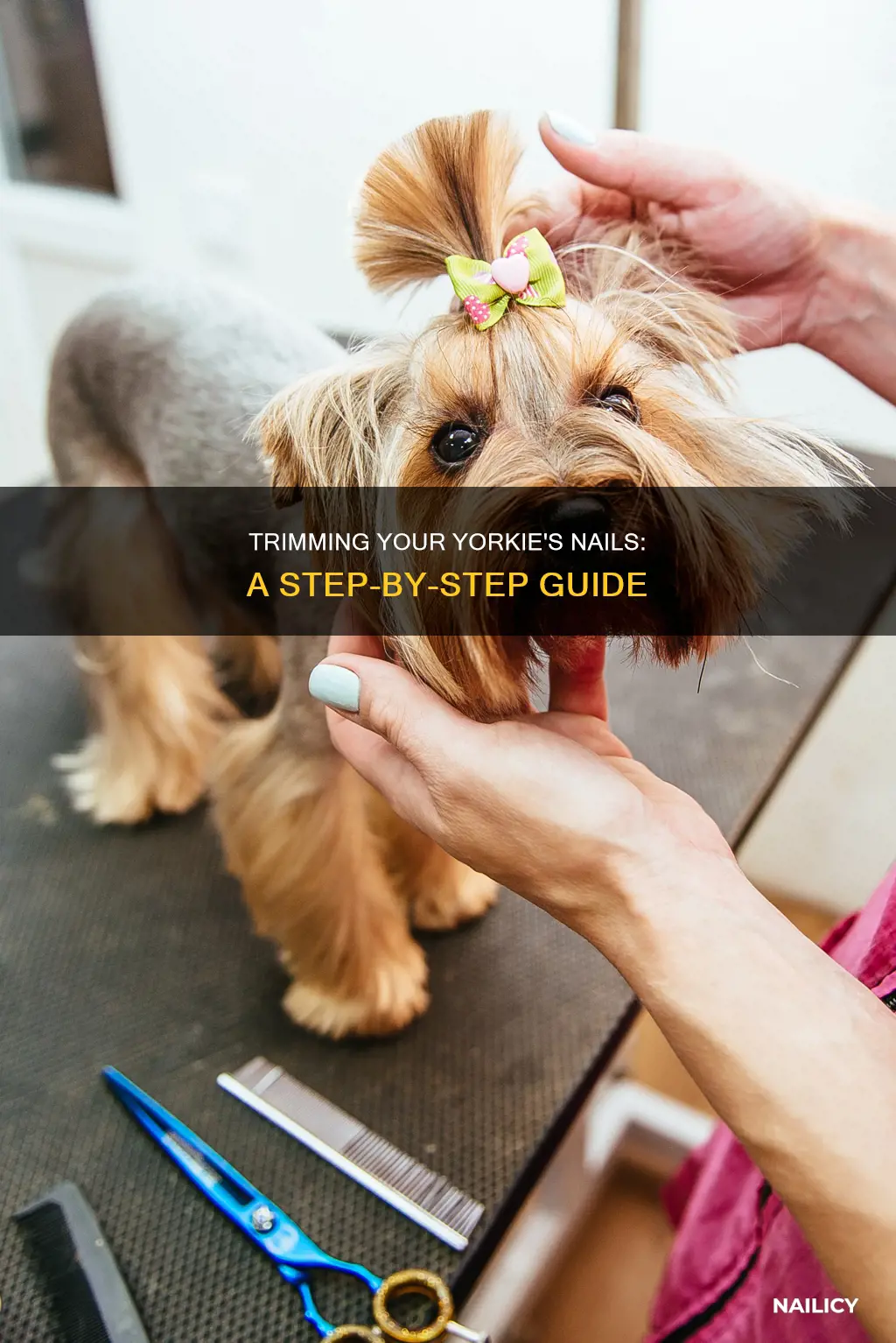 Trimming Your Yorkie's Nails: A Step-By-Step Guide | Nailicy
