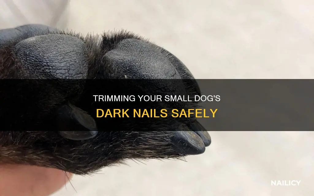 Trimming Your Small Dog's Dark Nails Safely | Nailicy
