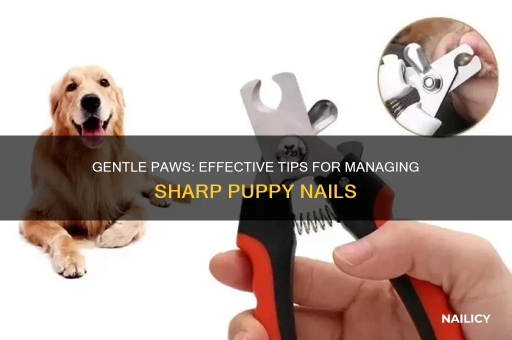 Gentle Paws: Effective Tips For Managing Sharp Puppy Nails | Nailicy