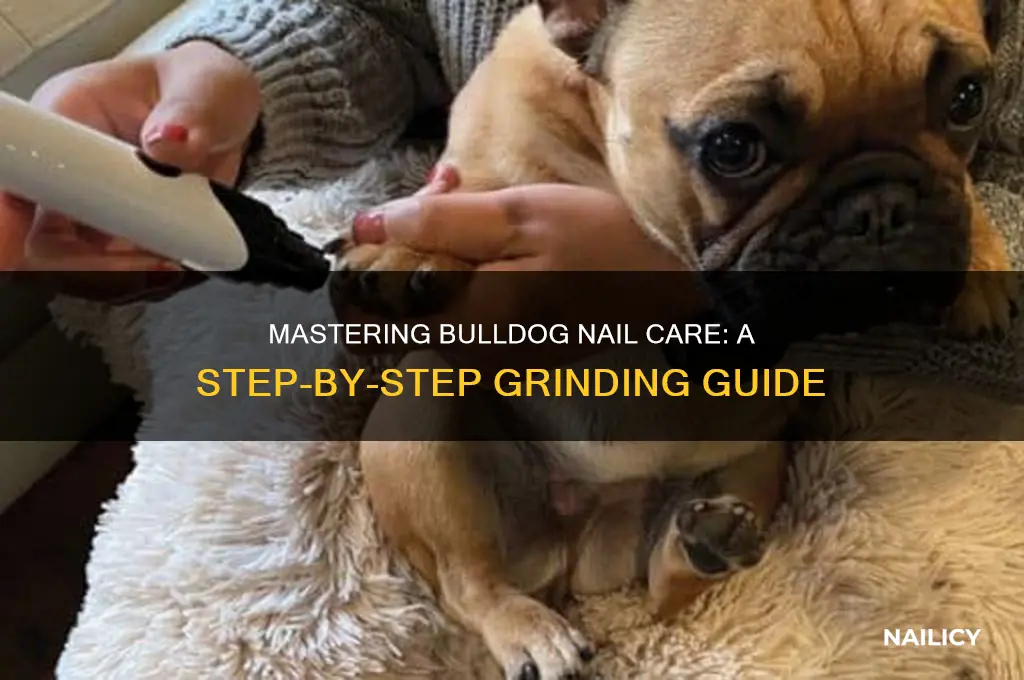 Mastering Bulldog Nail Care: A Step-By-Step Grinding Guide | Nailicy
