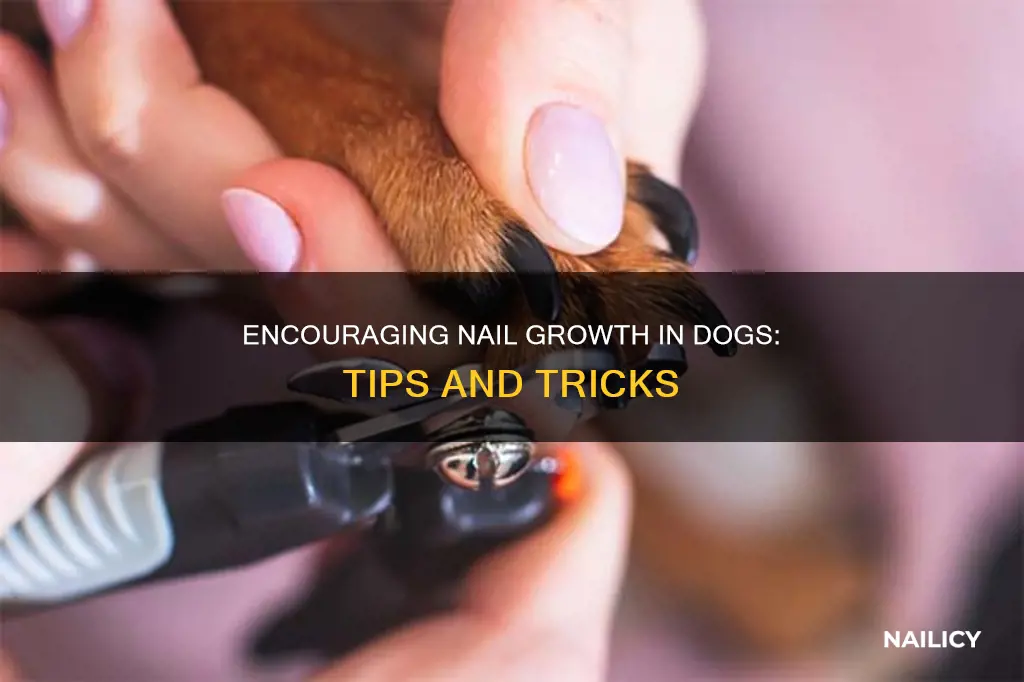 Encouraging Nail Growth In Dogs: Tips And Tricks | Nailicy