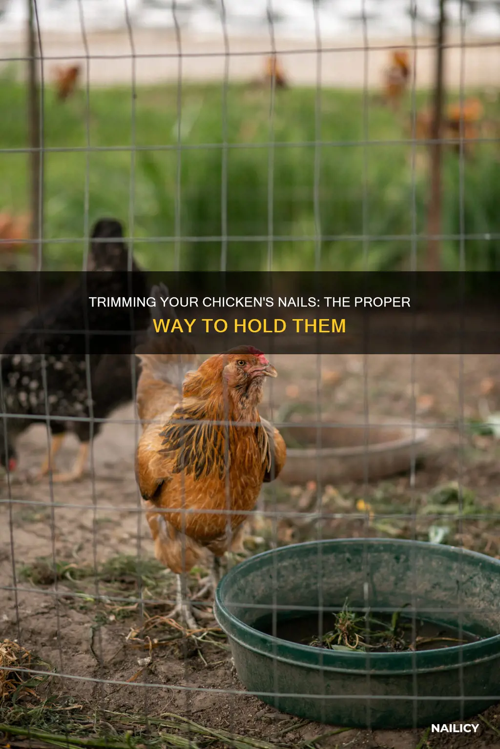 Trimming Your Chicken's Nails: The Proper Way To Hold Them | Nailicy