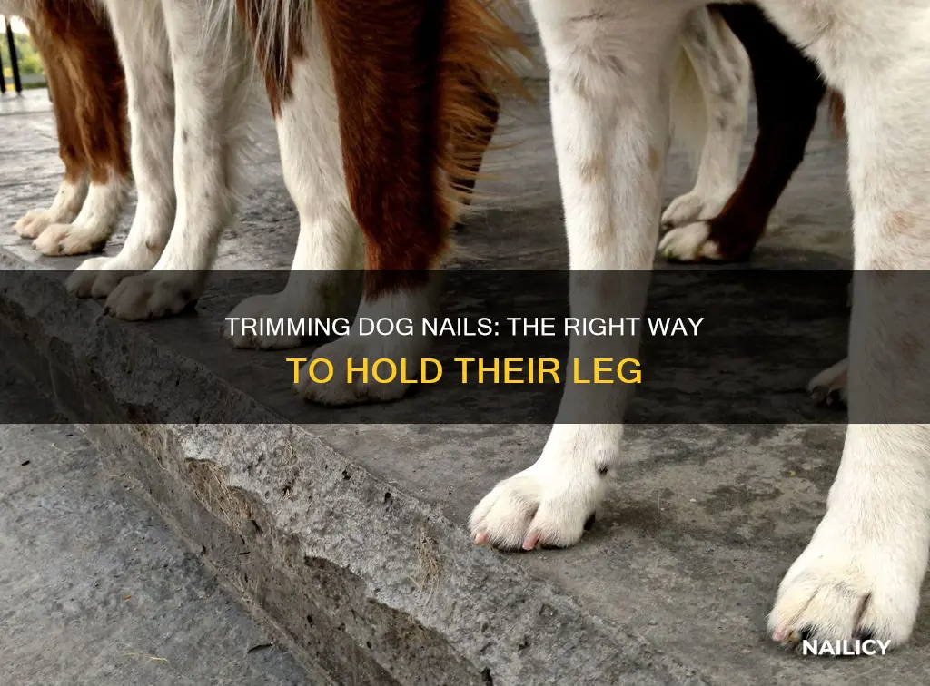 Trimming Dog Nails: The Right Way To Hold Their Leg | Nailicy