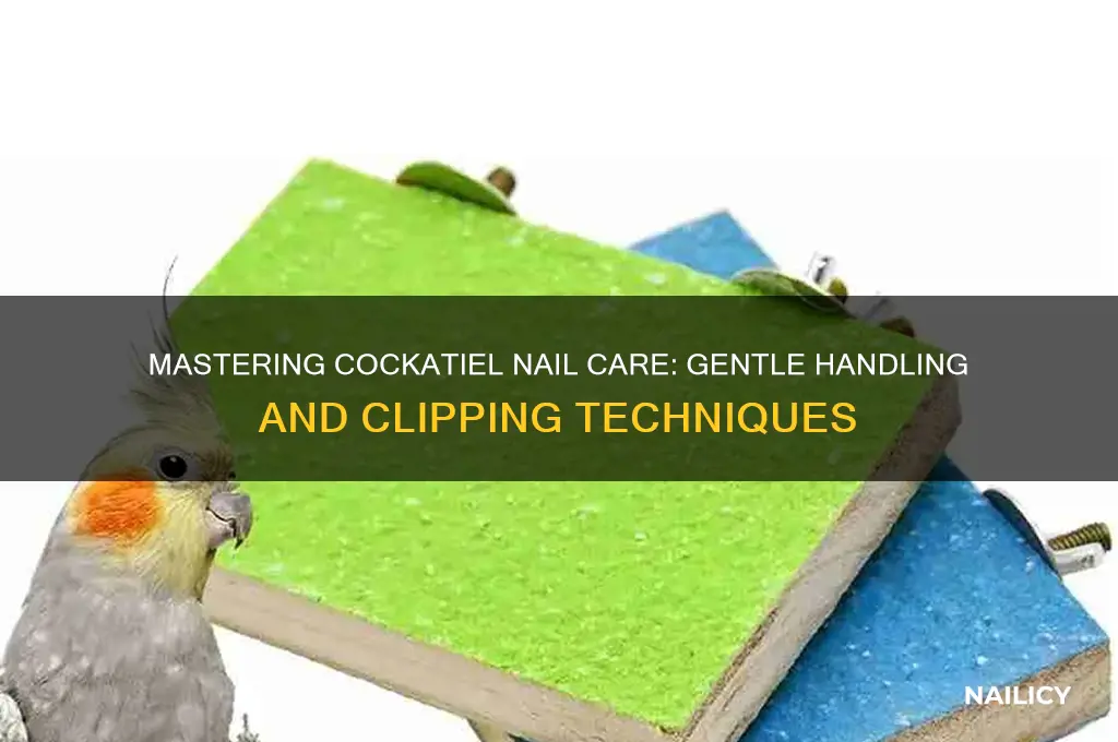 Mastering Cockatiel Nail Care: Gentle Handling And Clipping Techniques ...