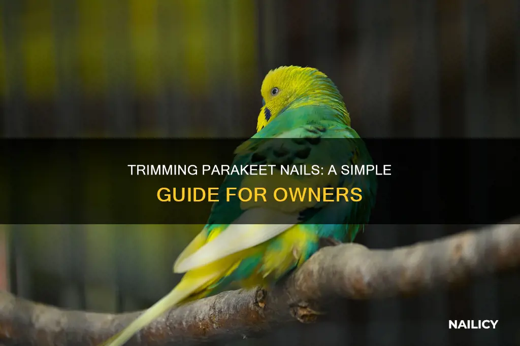 Trimming Parakeet Nails: A Simple Guide For Owners | Nailicy