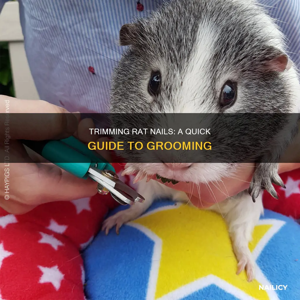 Trimming Rat Nails: A Quick Guide To Grooming | Nailicy
