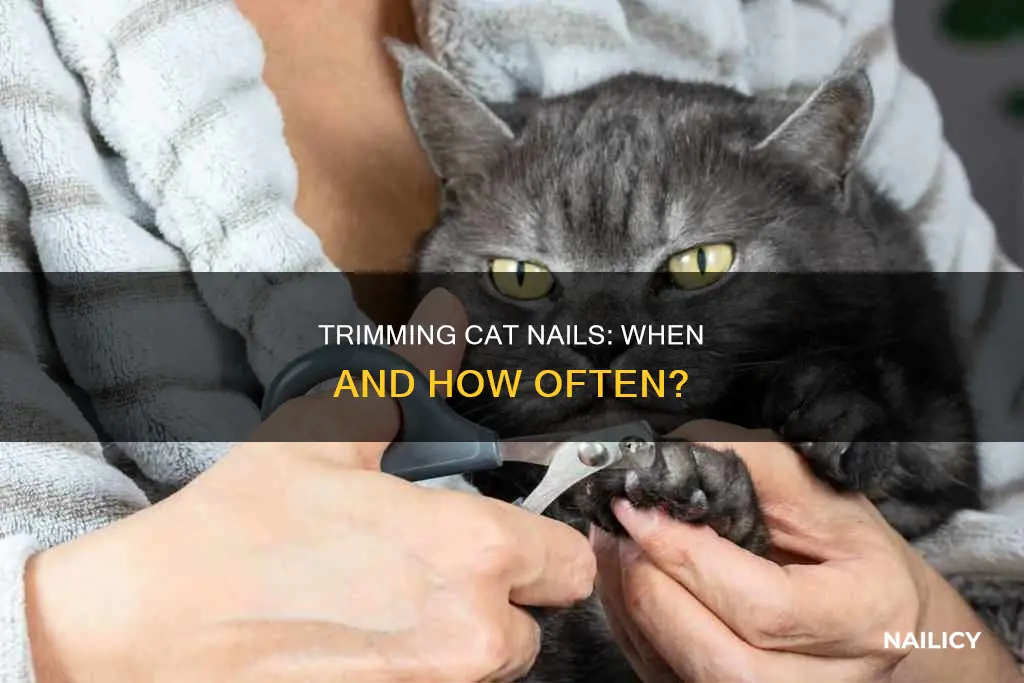 Trimming Cat Nails: When And How Often? | Nailicy