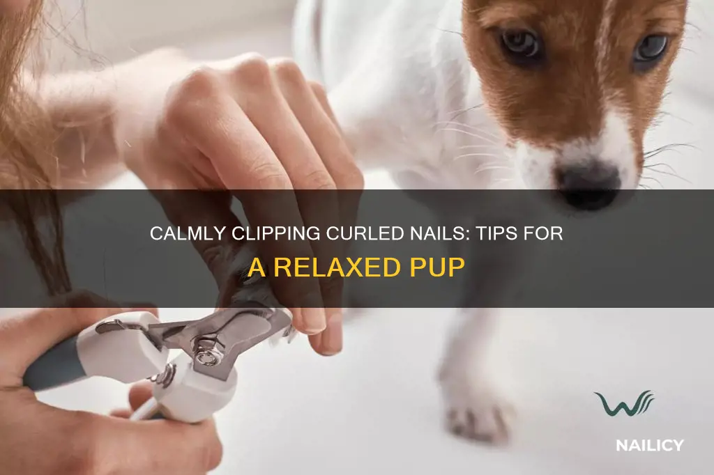 Calmly Clipping Curled Nails: Tips For A Relaxed Pup | Nailicy