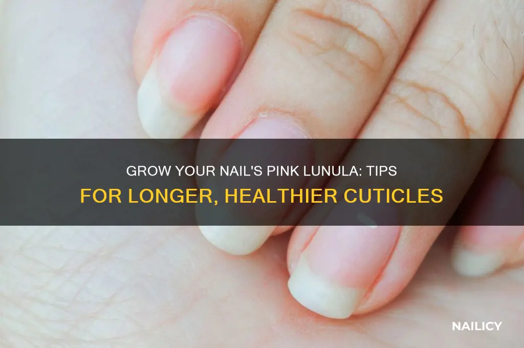 Grow Your Nail's Pink Lunula: Tips For Longer, Healthier Cuticles | Nailicy
