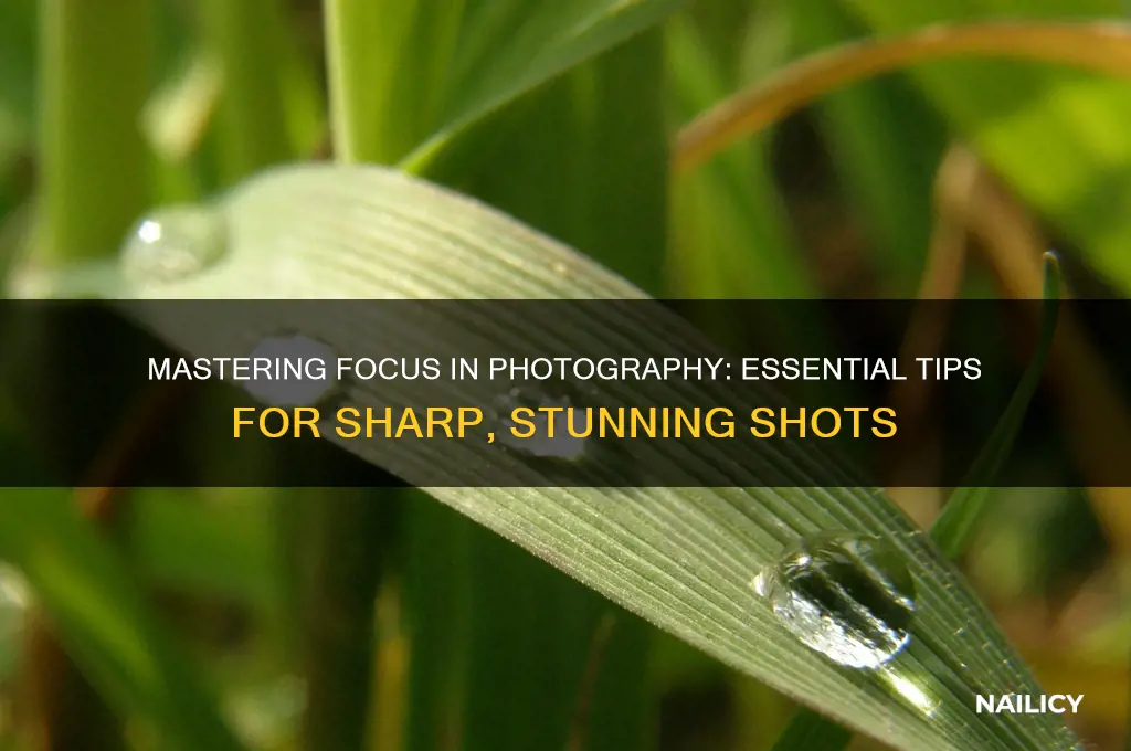 Mastering Focus In Photography: Essential Tips For Sharp, Stunning ...