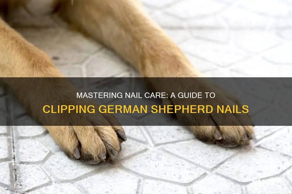 Mastering Nail Care: A Guide To Clipping German Shepherd Nails | Nailicy
