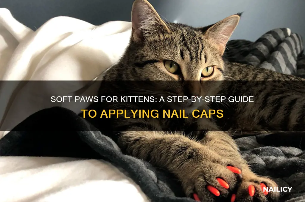 Soft Paws For Kittens: A Step-By-Step Guide To Applying Nail Caps | Nailicy