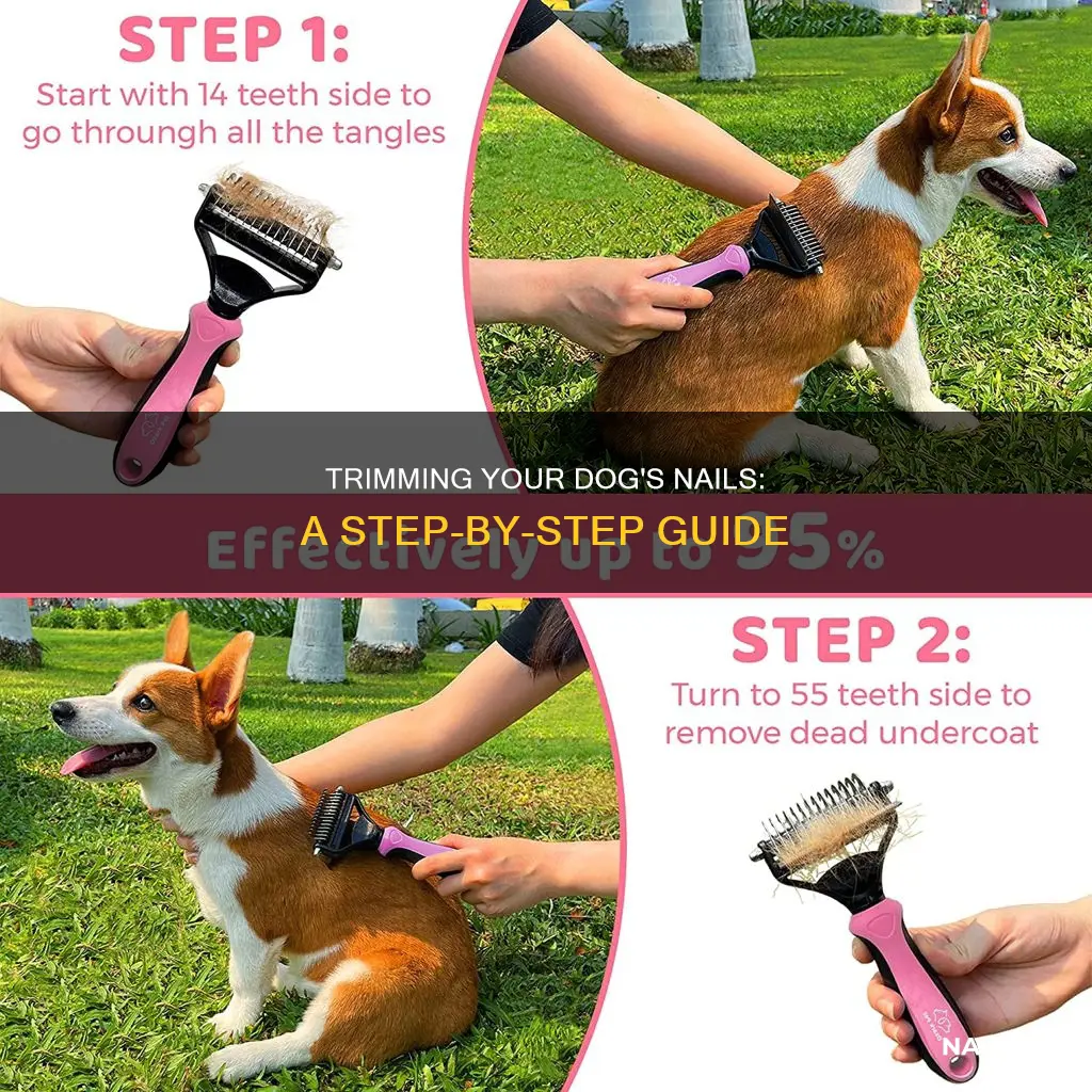 Trimming Your Dog's Nails: A Step-By-Step Guide | Nailicy