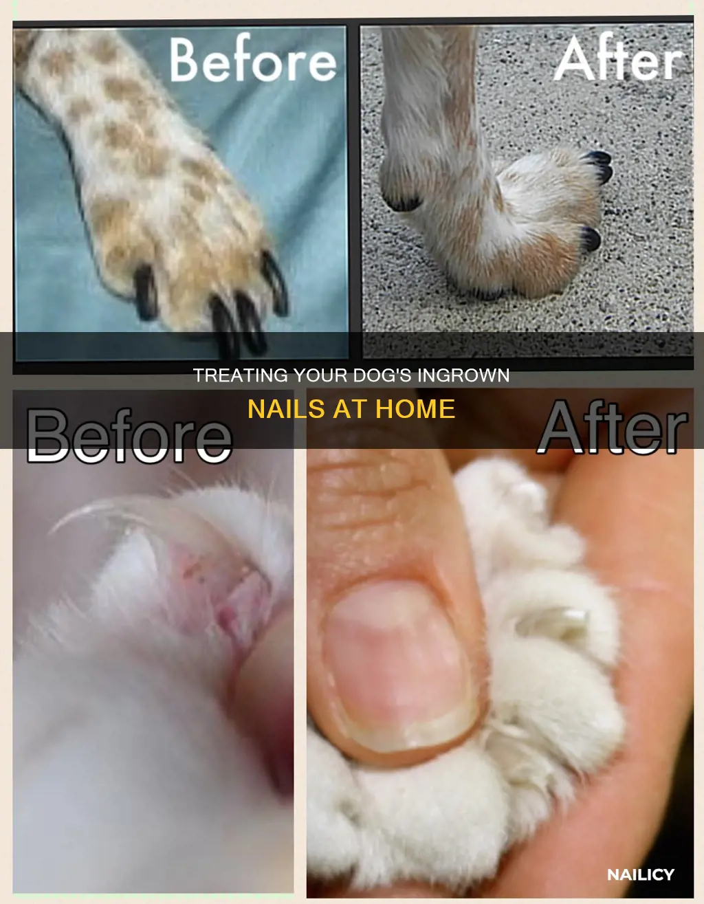 Treating Your Dog's Ingrown Nails At Home | Nailicy